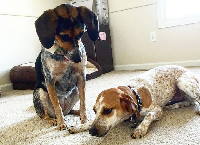 Treeing Walker Coonhound Dog Breed Information, Pictures ...