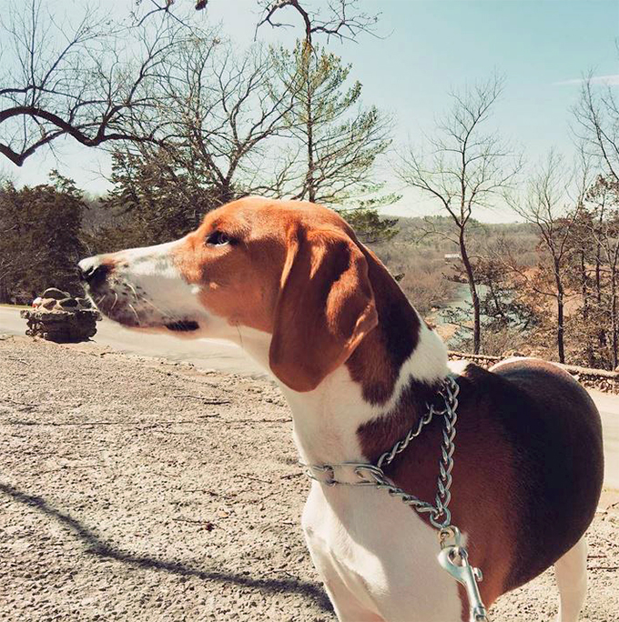 Treeing Walker Coonhound Dog Breed Information, Pictures ...