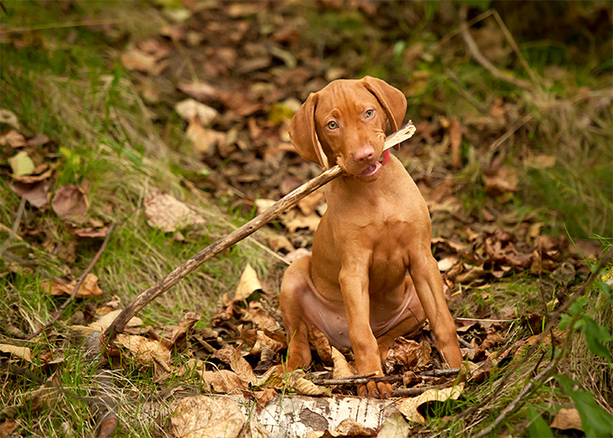 Vizsla Dog Breed Information, Pictures, Characteristics & Facts - Dogtime