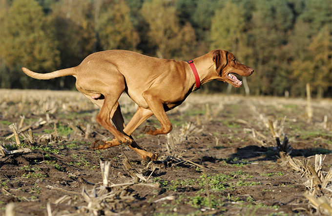 Vizsla Dog Breed Information, Pictures, Characteristics & Facts - Dogtime
