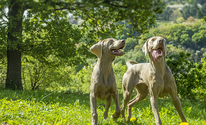 Weimaraner Dog Breed Information, Pictures, Characteristics & Facts ...
