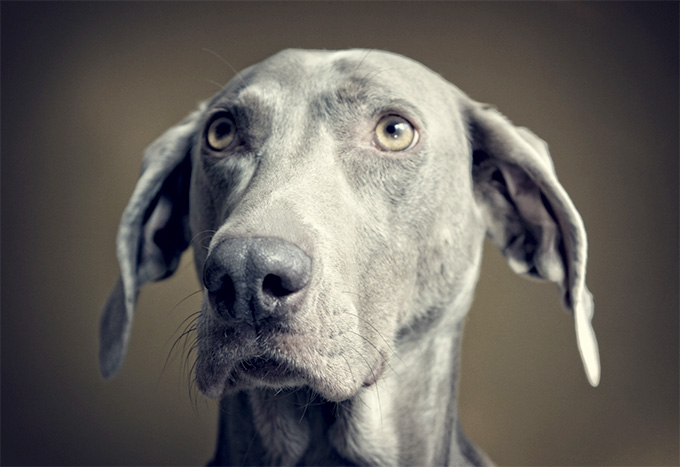 Weimaraner Dog Breed Information, Pictures, Characteristics & Facts ...