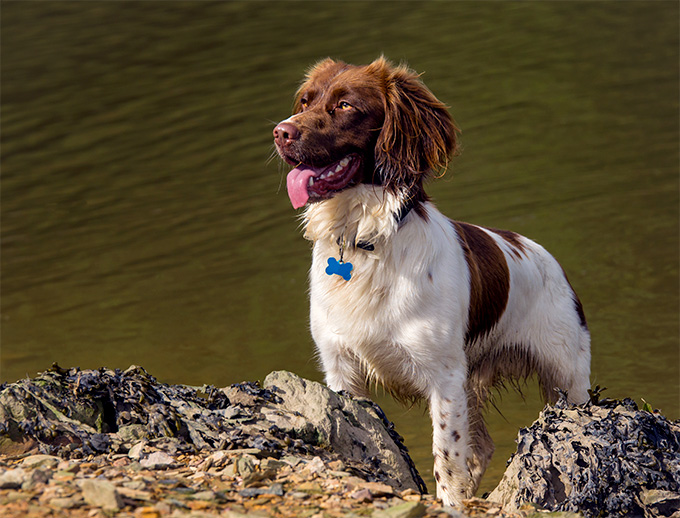 Welsh Springer Spaniel Dog Breed Information, Pictures, Characteristics ...