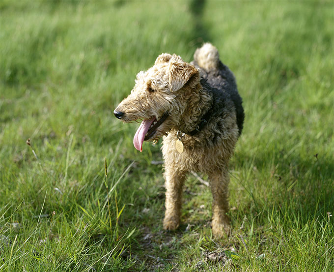 Welsh Terrier Dog Breed Information, Pictures, Characteristics & Facts ...