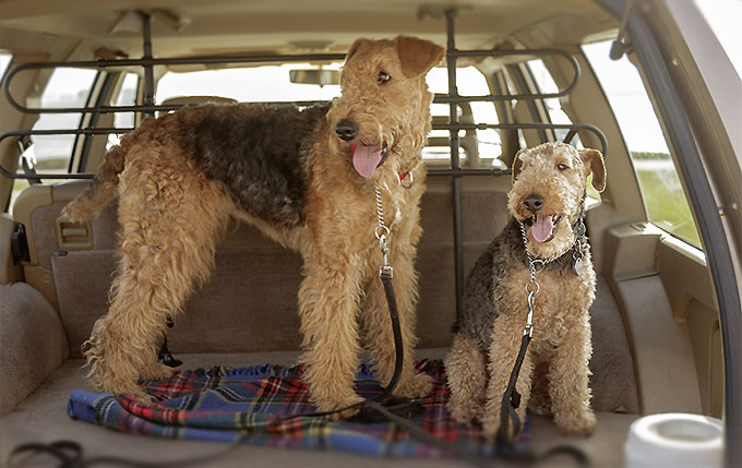 Welsh Terrier Dog Breed Information, Pictures, Characteristics & Facts ...