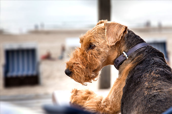 Welsh Terrier Dog Breed Information, Pictures, Characteristics & Facts ...