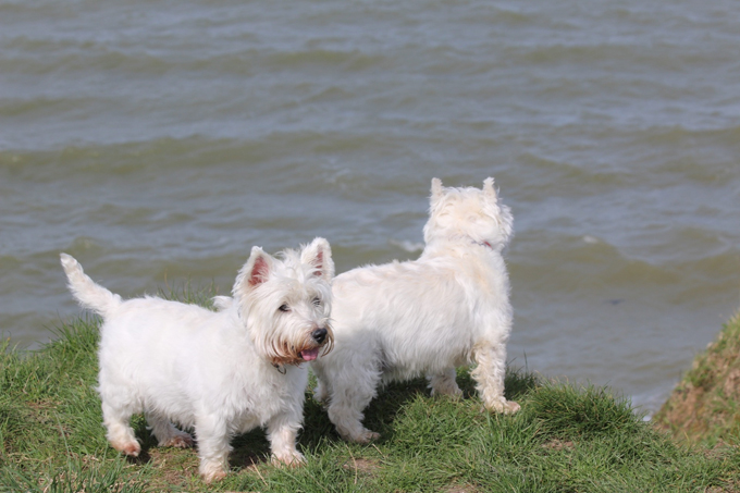 West Highland White Terrier Dog Breed Information, Pictures ...
