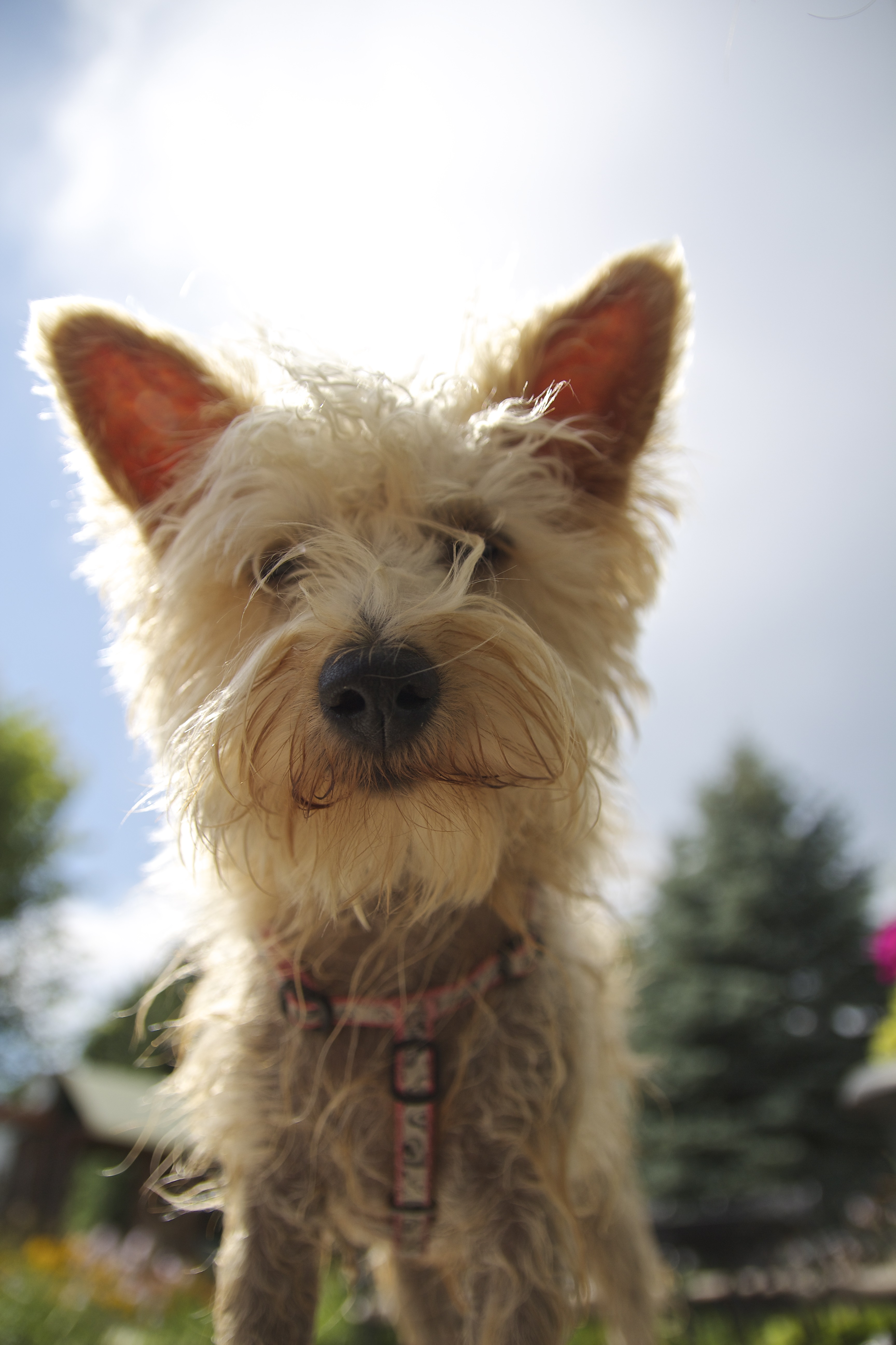 Westiepoo Mixed Dog Breed Pictures, Characteristics, & Facts