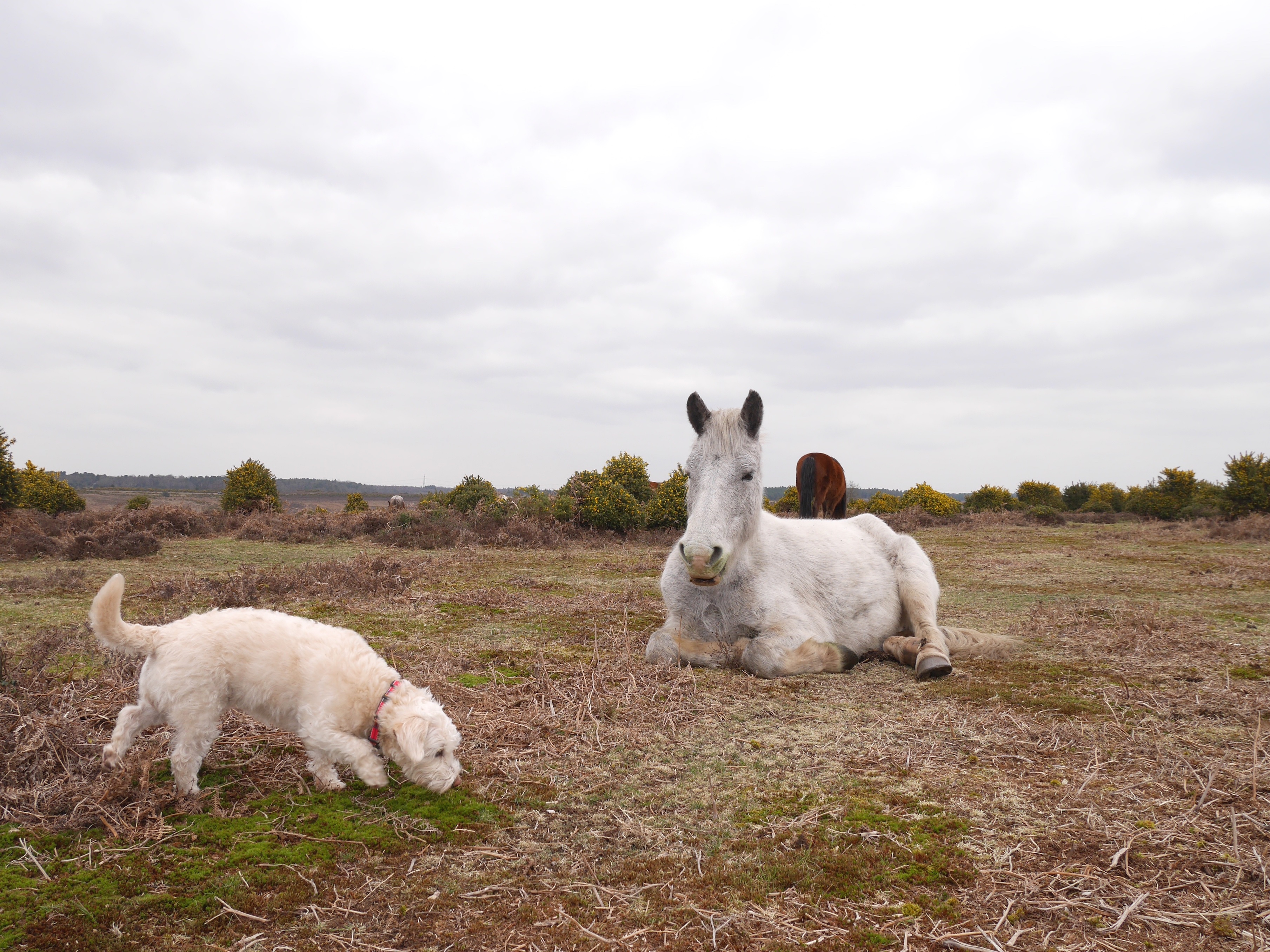 Westiepoo Mixed Dog Breed Pictures, Characteristics, & Facts