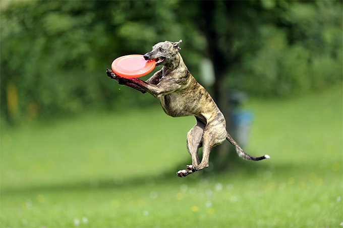Whippet Dog Breed Information, Pictures, Characteristics, & Facts - DogTime