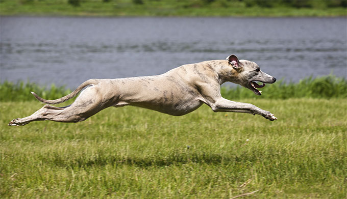 Whippet Dog Breed Information, Pictures, Characteristics, & Facts - DogTime