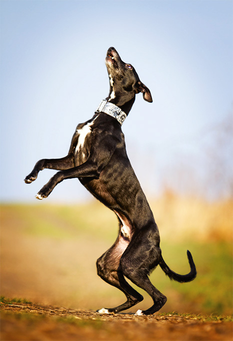 Whippet Dog Breed Information, Pictures, Characteristics, & Facts - DogTime