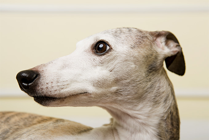 Whippet Dog Breed Information, Pictures, Characteristics, & Facts - DogTime