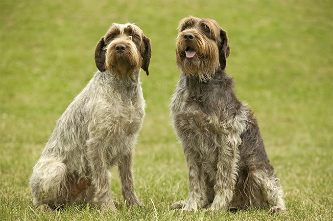 Wirehaired Pointer Griffon Dog Breed Information, Pictures ...