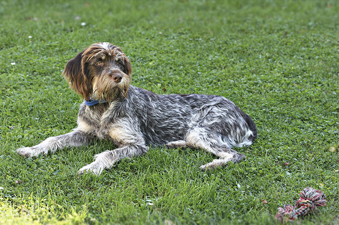 Wirehaired Pointer Griffon Dog Breed Information, Pictures ...