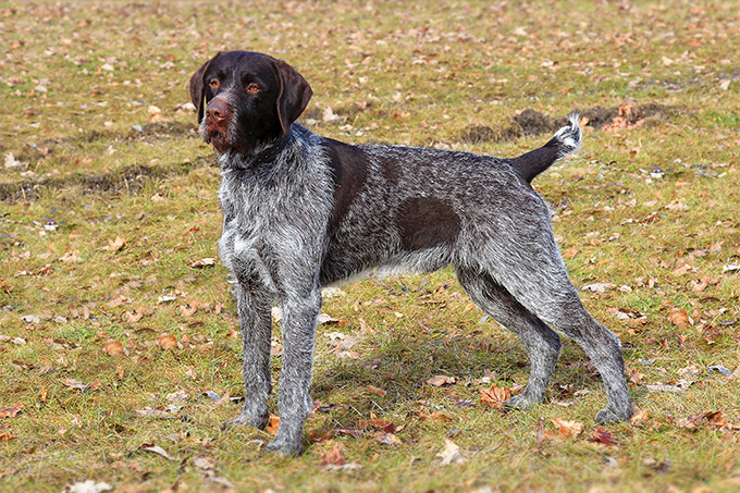 Wirehaired Pointer Griffon Dog Breed Information, Pictures ...