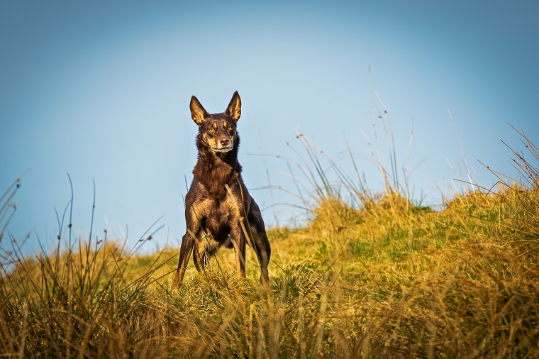 Working Kelpie Dog Breed Pictures, Characteristics, & Facts - DogTime