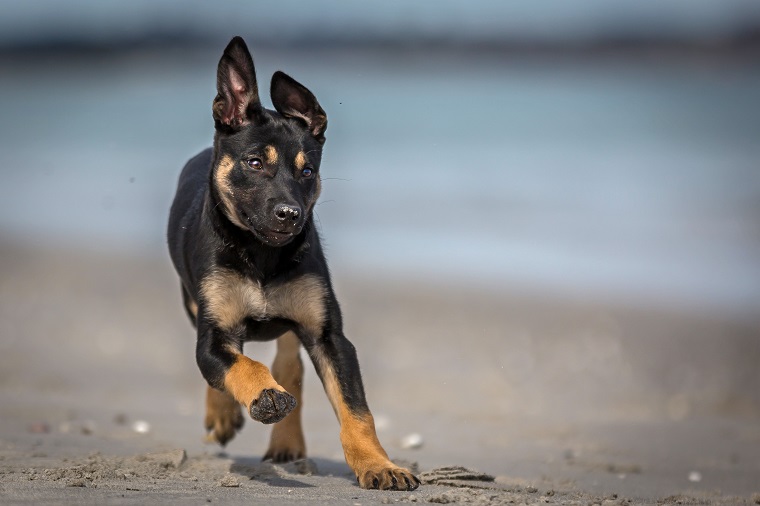 Working Kelpie Dog Breed Pictures, Characteristics, & Facts - DogTime