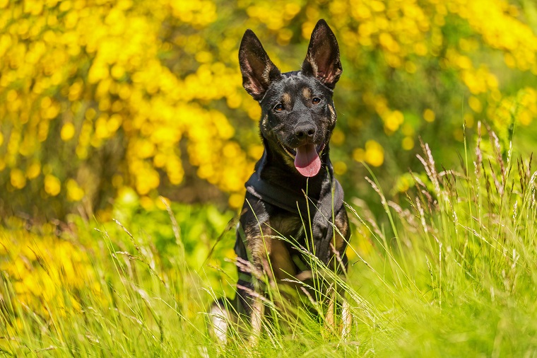 Working Kelpie Dog Breed Pictures, Characteristics, & Facts - DogTime