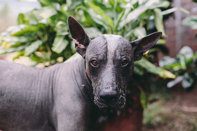 Xoloitzcuintli Dog Breed Information, Pictures, Characteristics & Facts