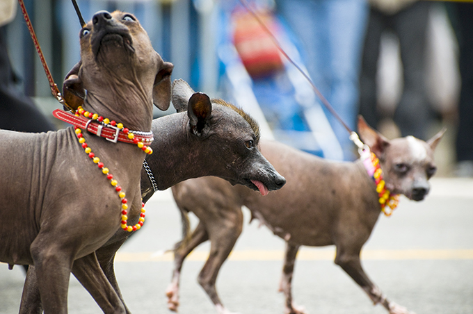 Xoloitzcuintli Dog Breed Information, Pictures, Characteristics & Facts