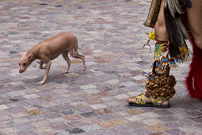 Xoloitzcuintli Dog Breed Information, Pictures, Characteristics & Facts